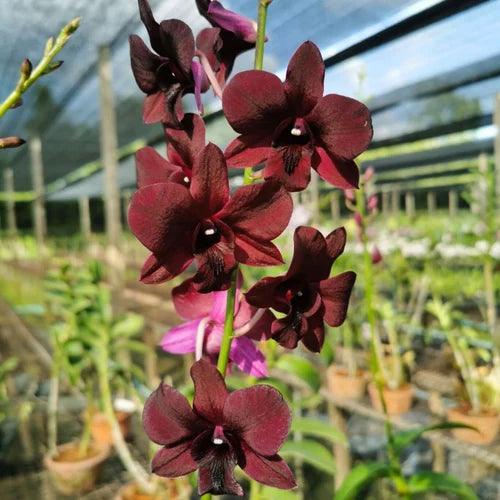 Orchids – Plant Store®