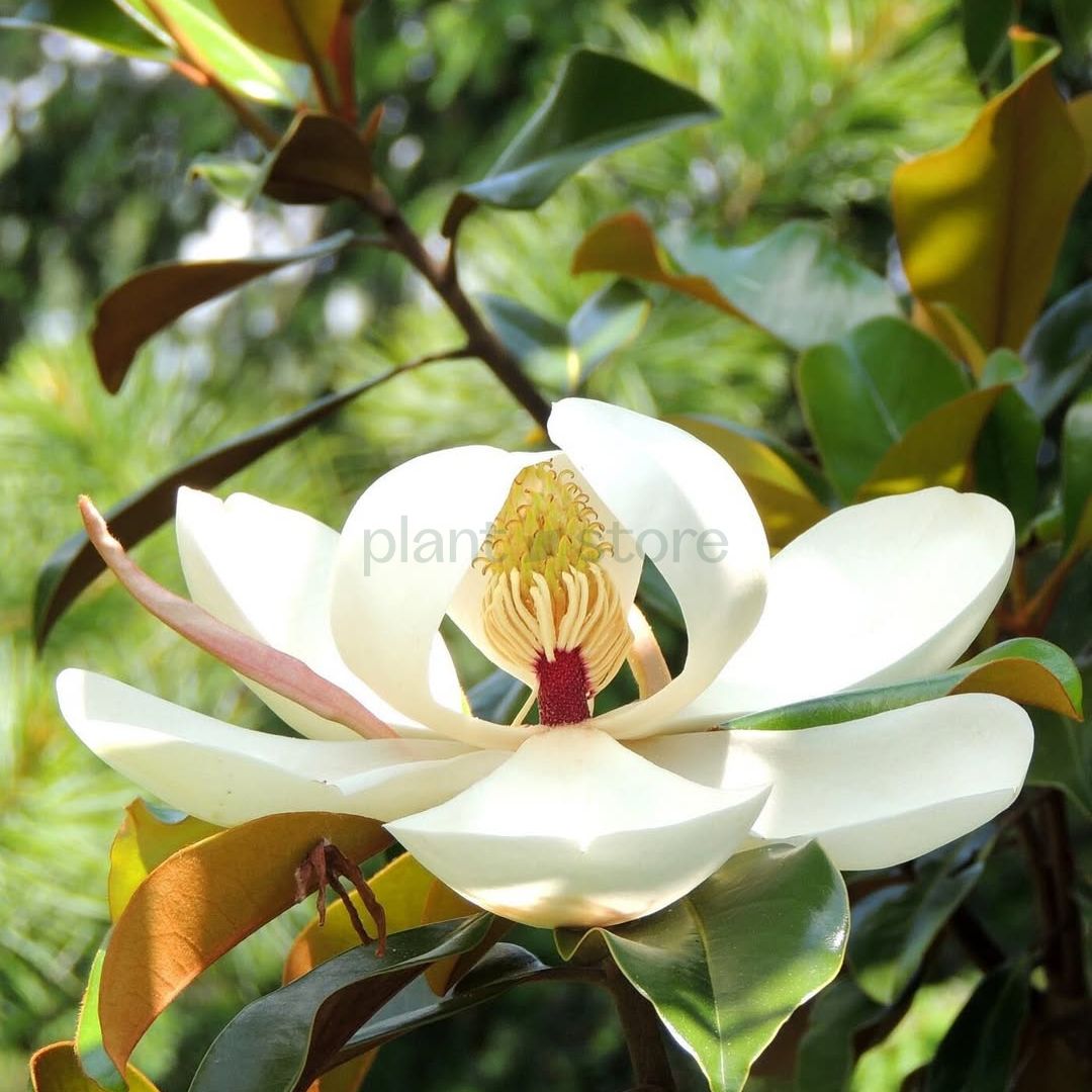 Magnolia Grandiflora Plant | Fragrant White Flowering Tree – Plant Store®