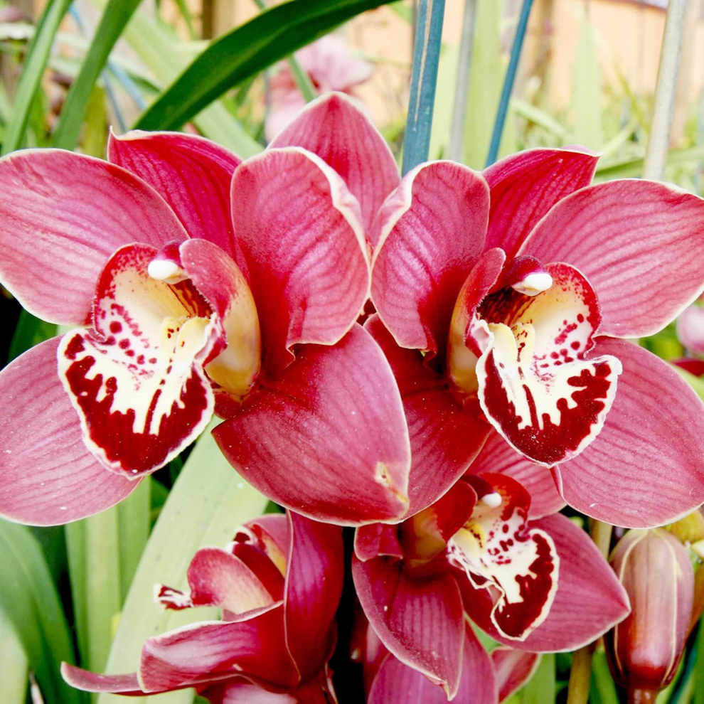 Cymbidium Orchid Bulbs – Mix Colours | Winter Blooming – Plant Store®