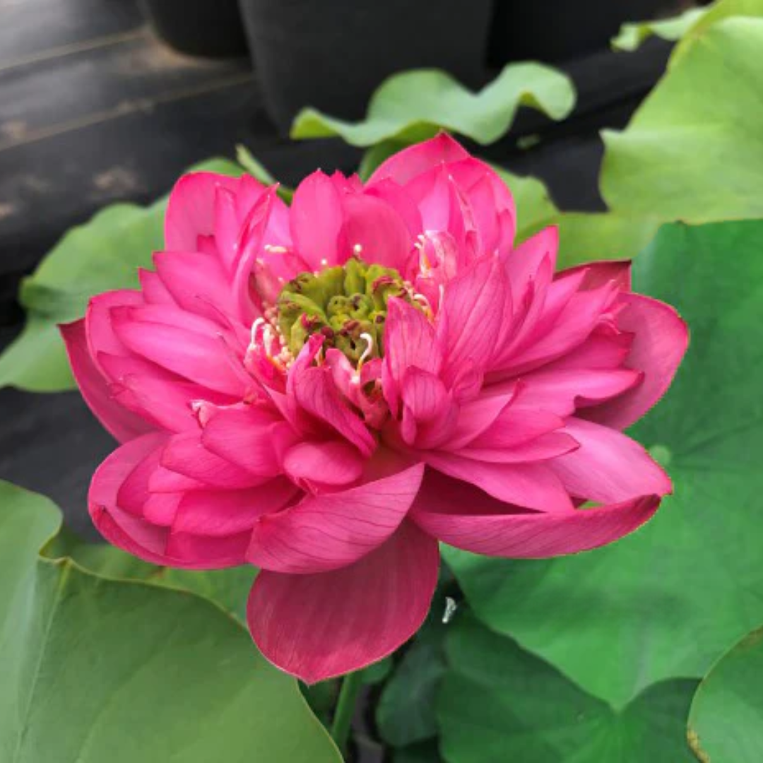 Lively Jewel Lotus Tuber – Vibrant Blooms & Lush Foliage for Ponds ...