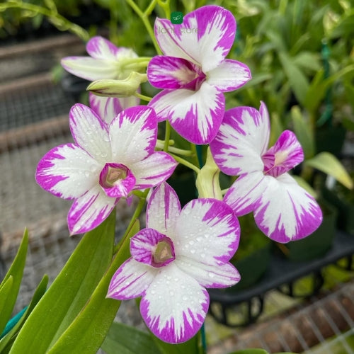 Dendrobium Hybrid Enobi Splash (Blooming Size) – plant store®