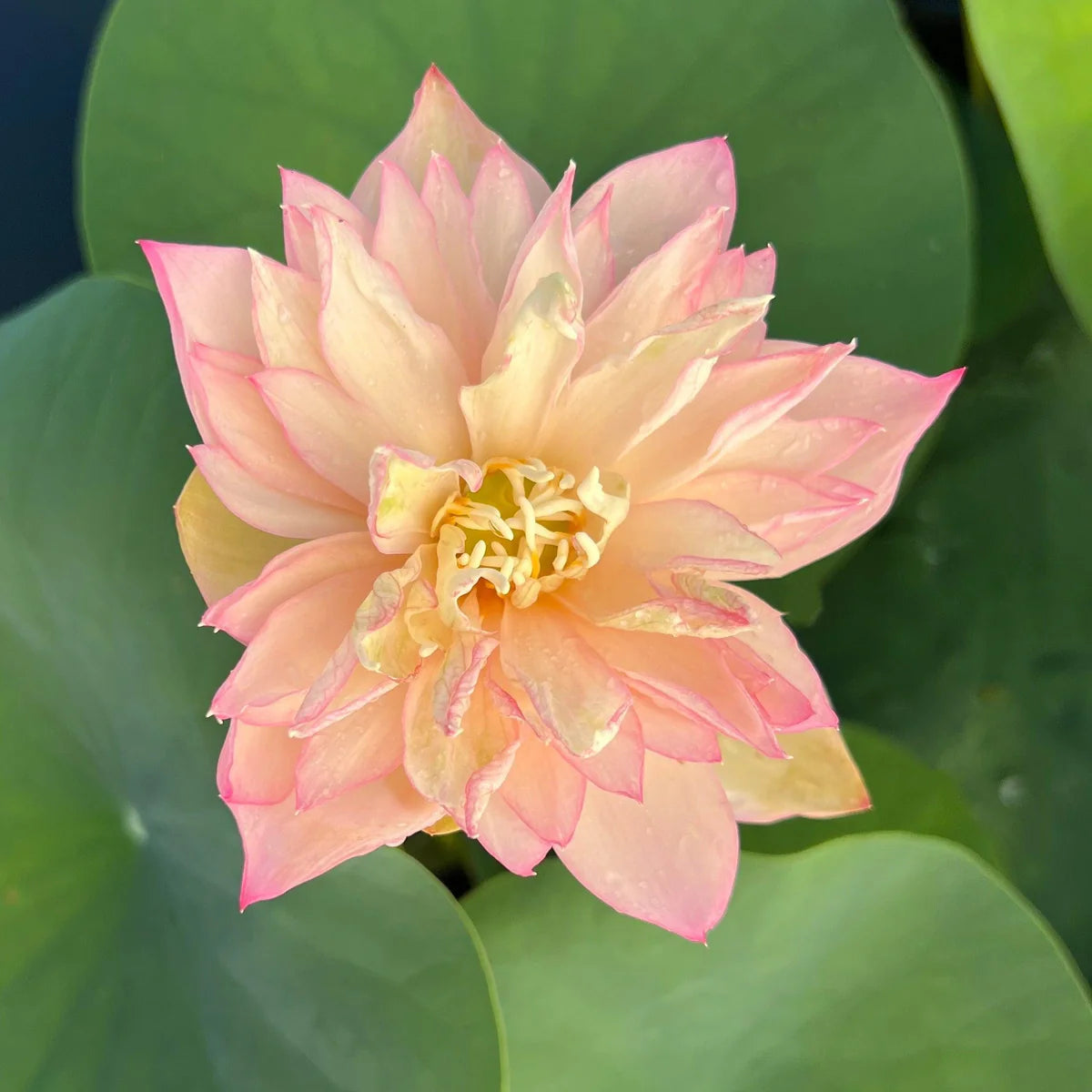 Buy Peach Lady Lotus Tuber | Ultra Rare & Fragrant – Plant Store®