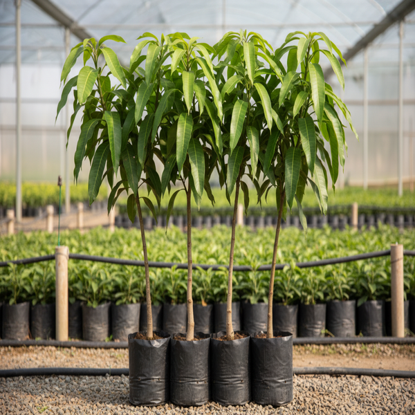 Carabao Mango Grafted Tree | Sweetest Mango Variety | Plant Store ...