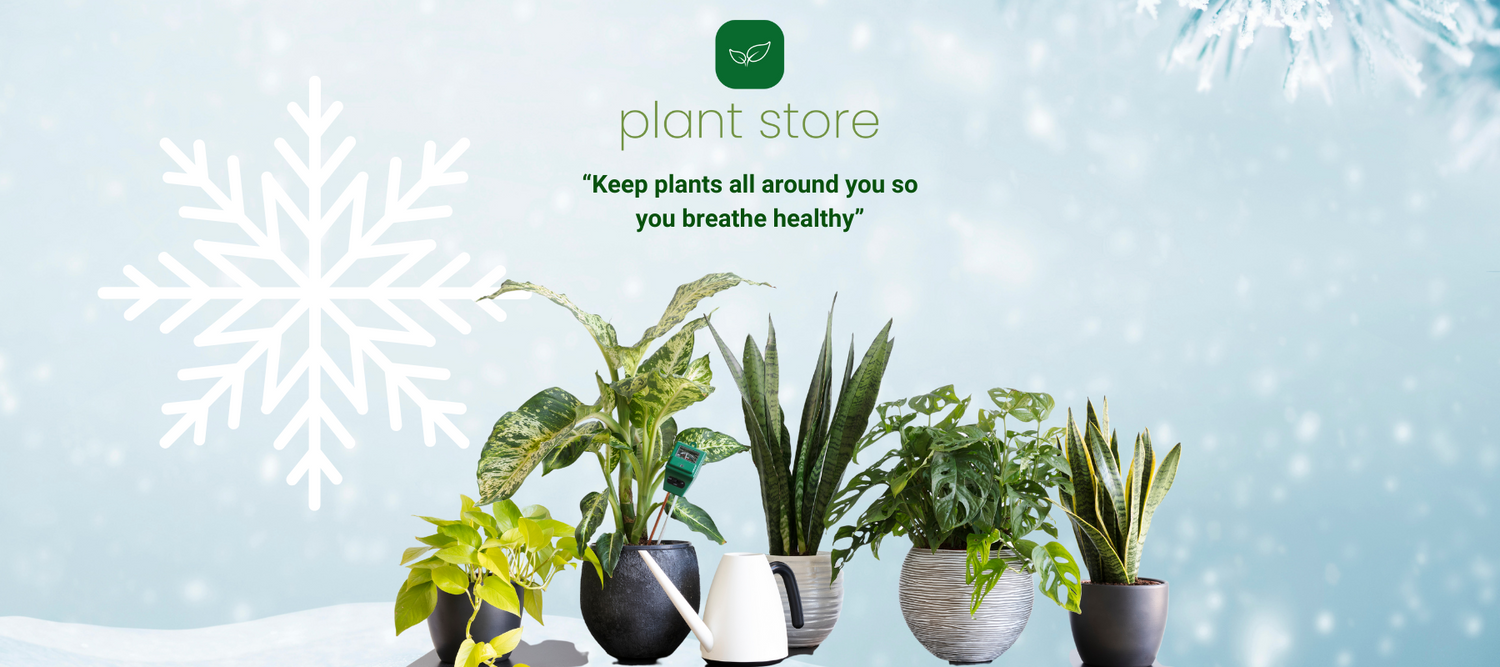 Buy Plants | Indoor Plants | Outdoor Plants | Rare Plants – plant store®