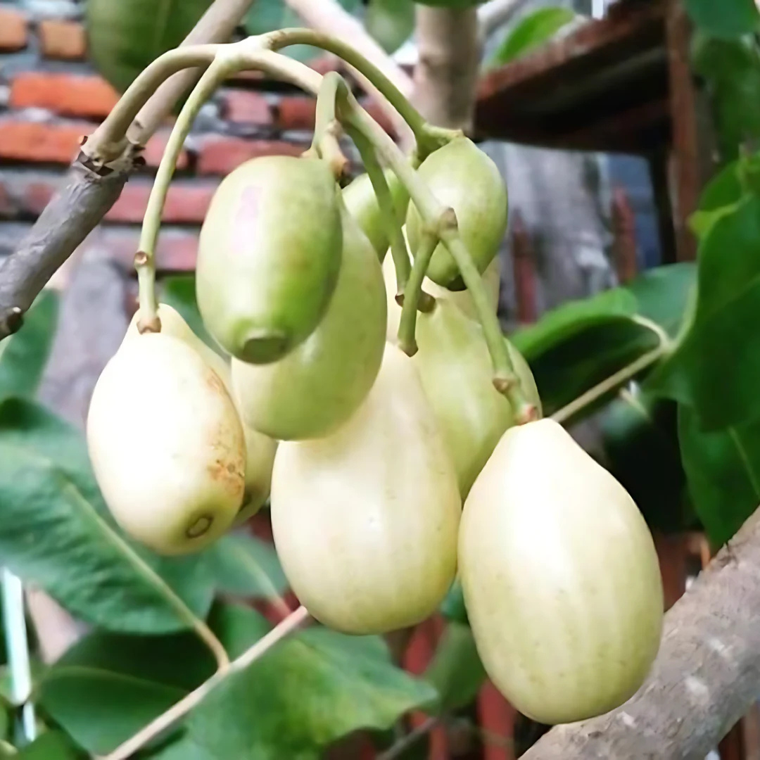 Thai White Jamun Grafted Tree – Rare White Fruit with Mild Sweetness ...