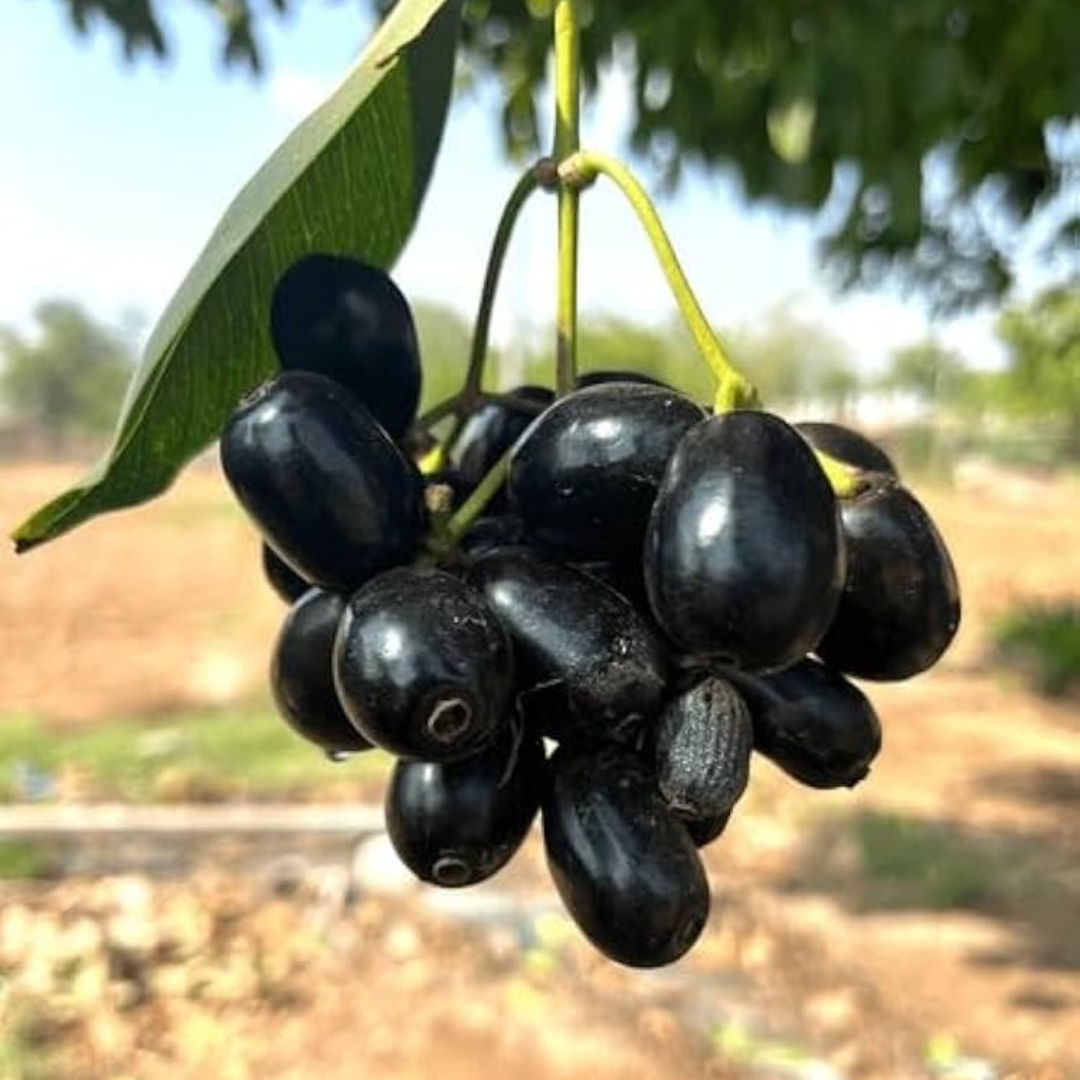 Thai Black Jamun Grafted Tree – Large Sweet Purple Fruit Tree – Plant ...