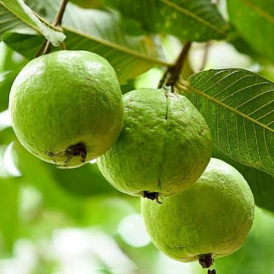 Thai Pink Guava Grafted Tree – Sweet, Fragrant Pink-Fleshed Guava ...