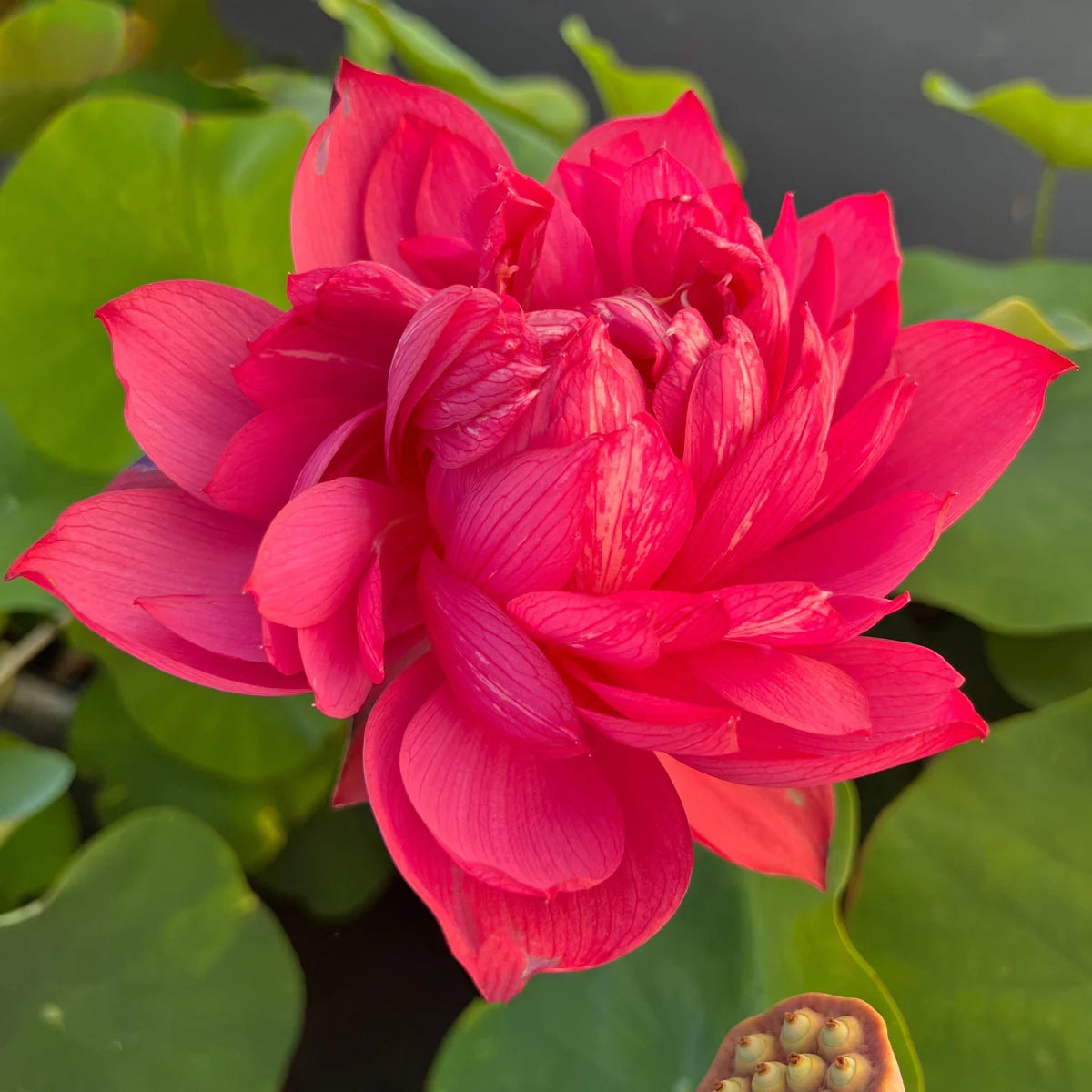 Drop Blood Lotus Tuber | Deep Red Double Lotus Plant – Plant Store®