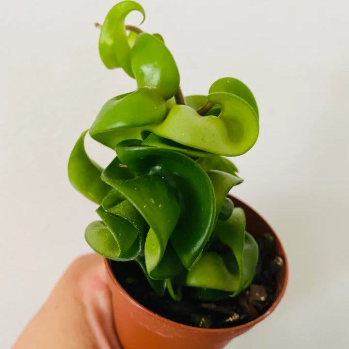 Hoya Compacta (Hindu Rope) – plant store™